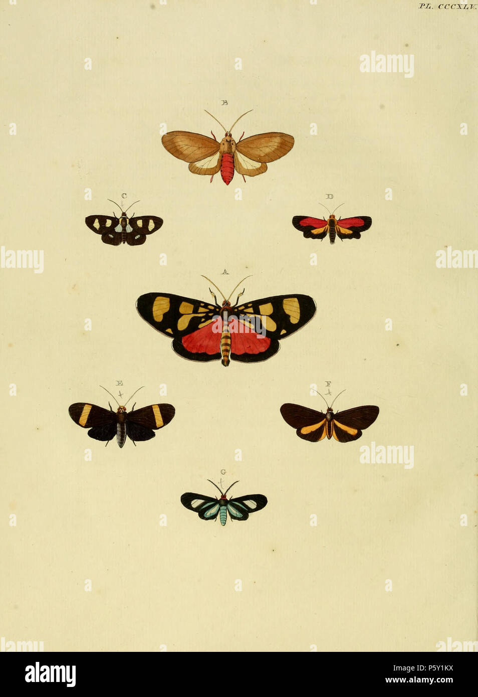 Liboria hi-res stock photography and images - Alamy