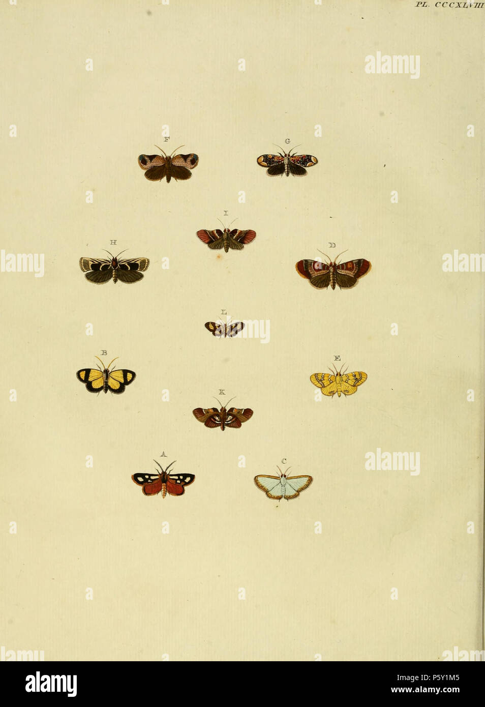 Leuciris fimbriaria hi-res stock photography and images - Alamy