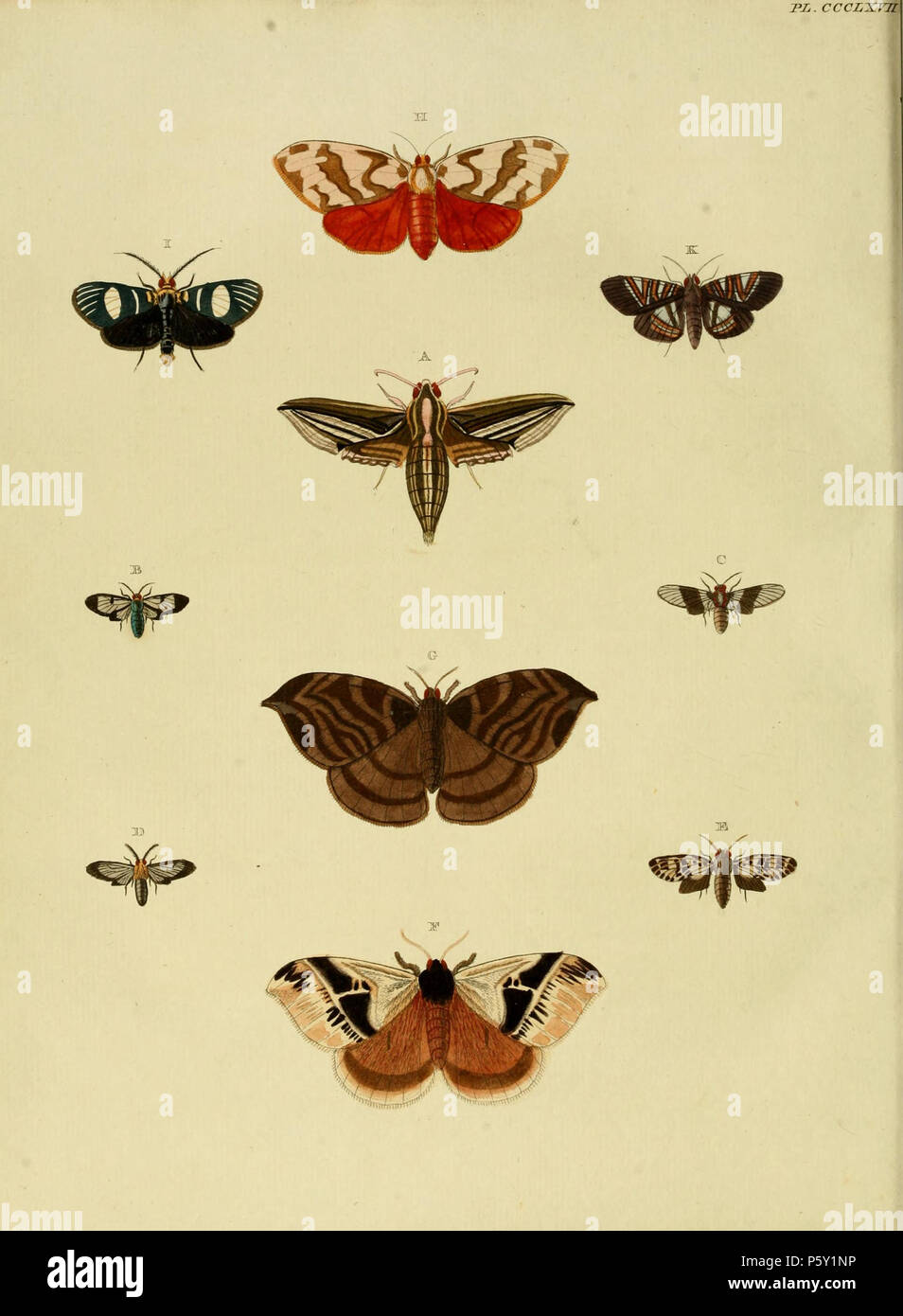 Echemus hi-res stock photography and images - Alamy