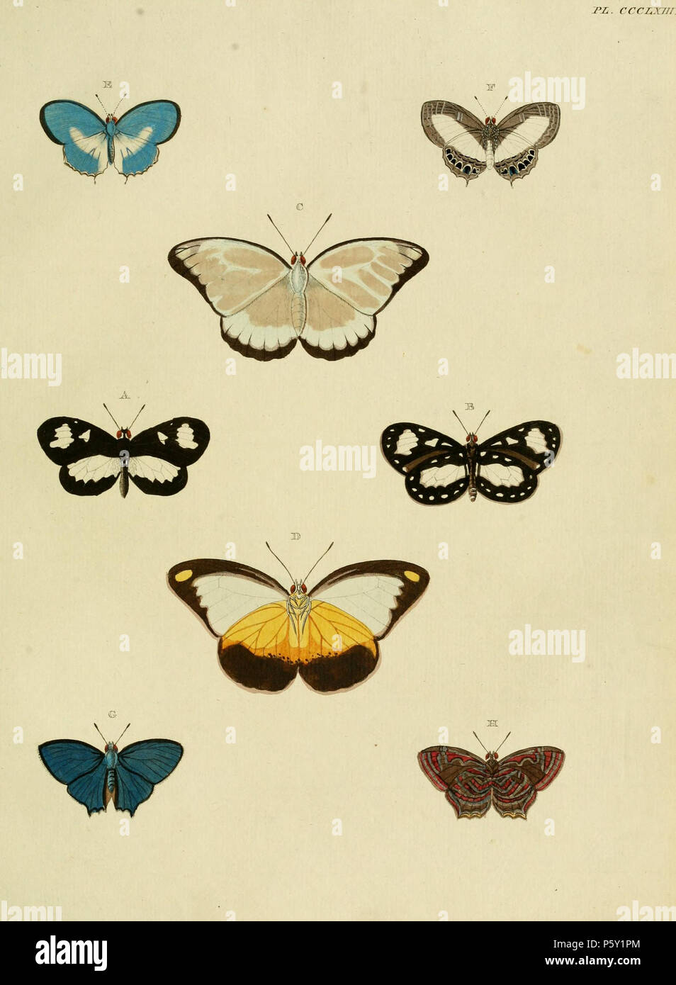 Hypochrysops hi-res stock photography and images - Alamy