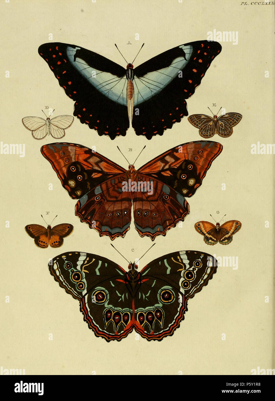 Papilio perseus hi-res stock photography and images - Alamy