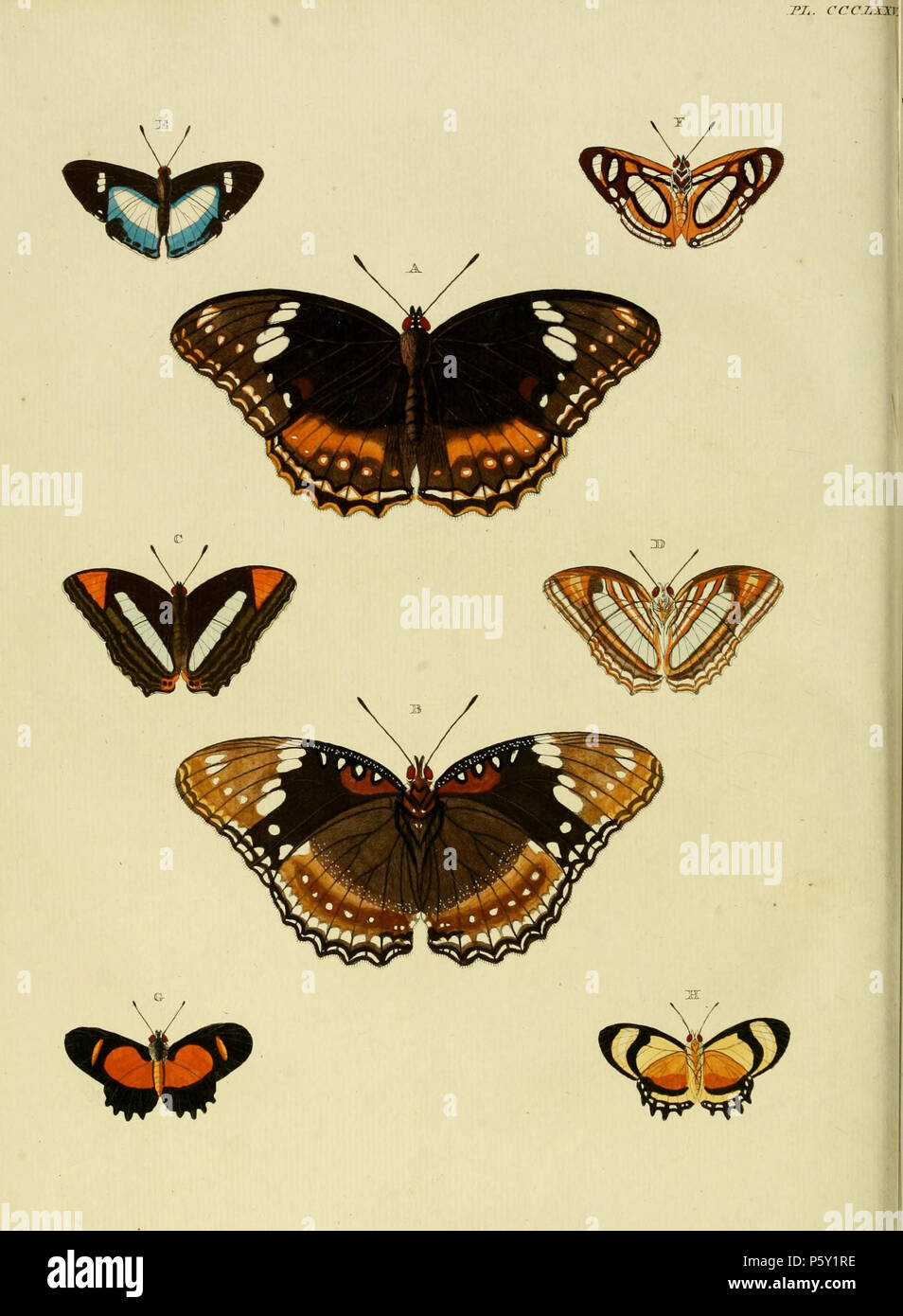 Mounted insects hi-res stock photography and images - Alamy
