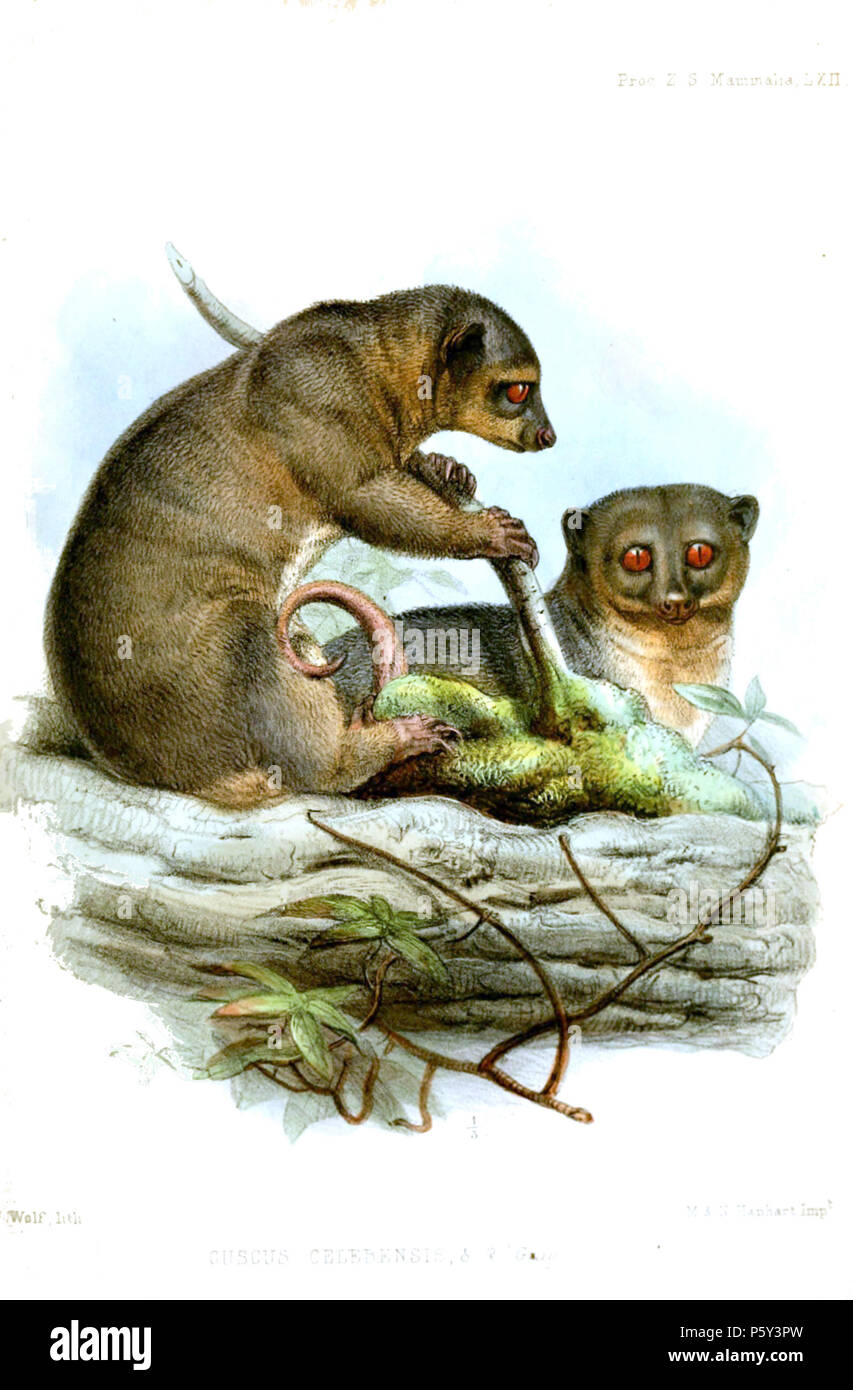 Strigocuscus celebensis hi-res stock photography and images - Alamy