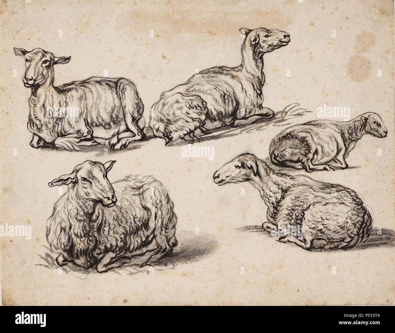 Recumbent sheep hi-res stock photography and images - Alamy