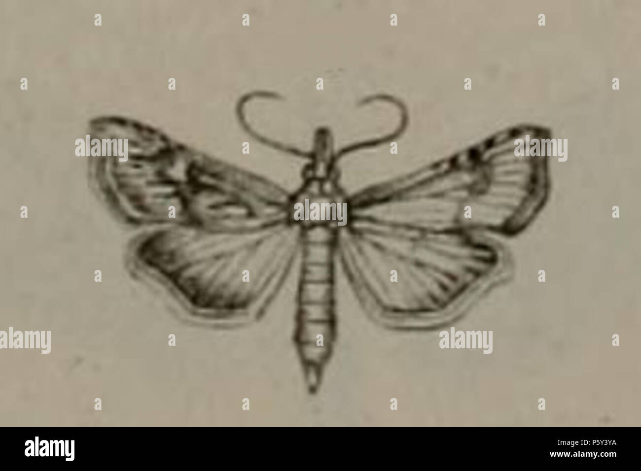 1855 n a julius lederer 1821 1870 alternative hi-res stock photography ...