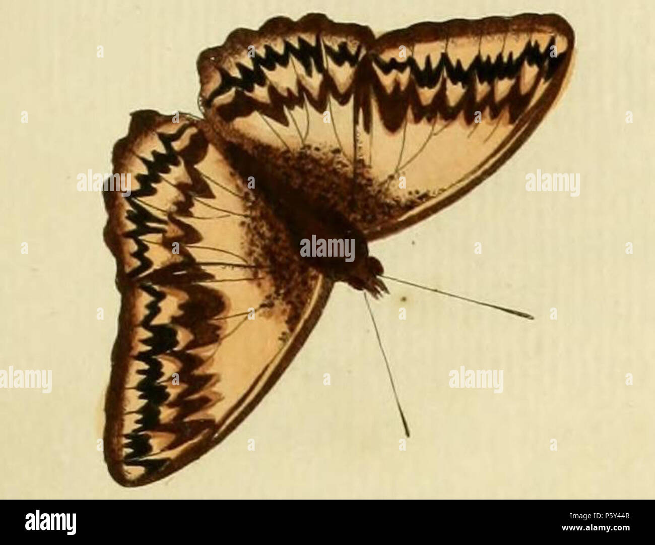 N/A. Plate CXLVI D, E: '(Papilio) Amphicede' ( = Cymothoe althea), see ...