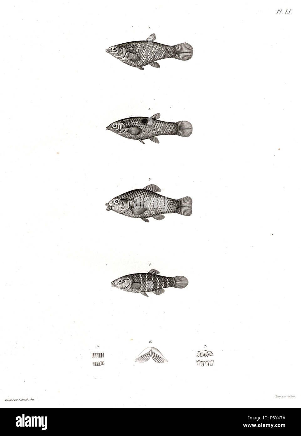 Cyprinodontiformes hi-res stock photography and images - Alamy