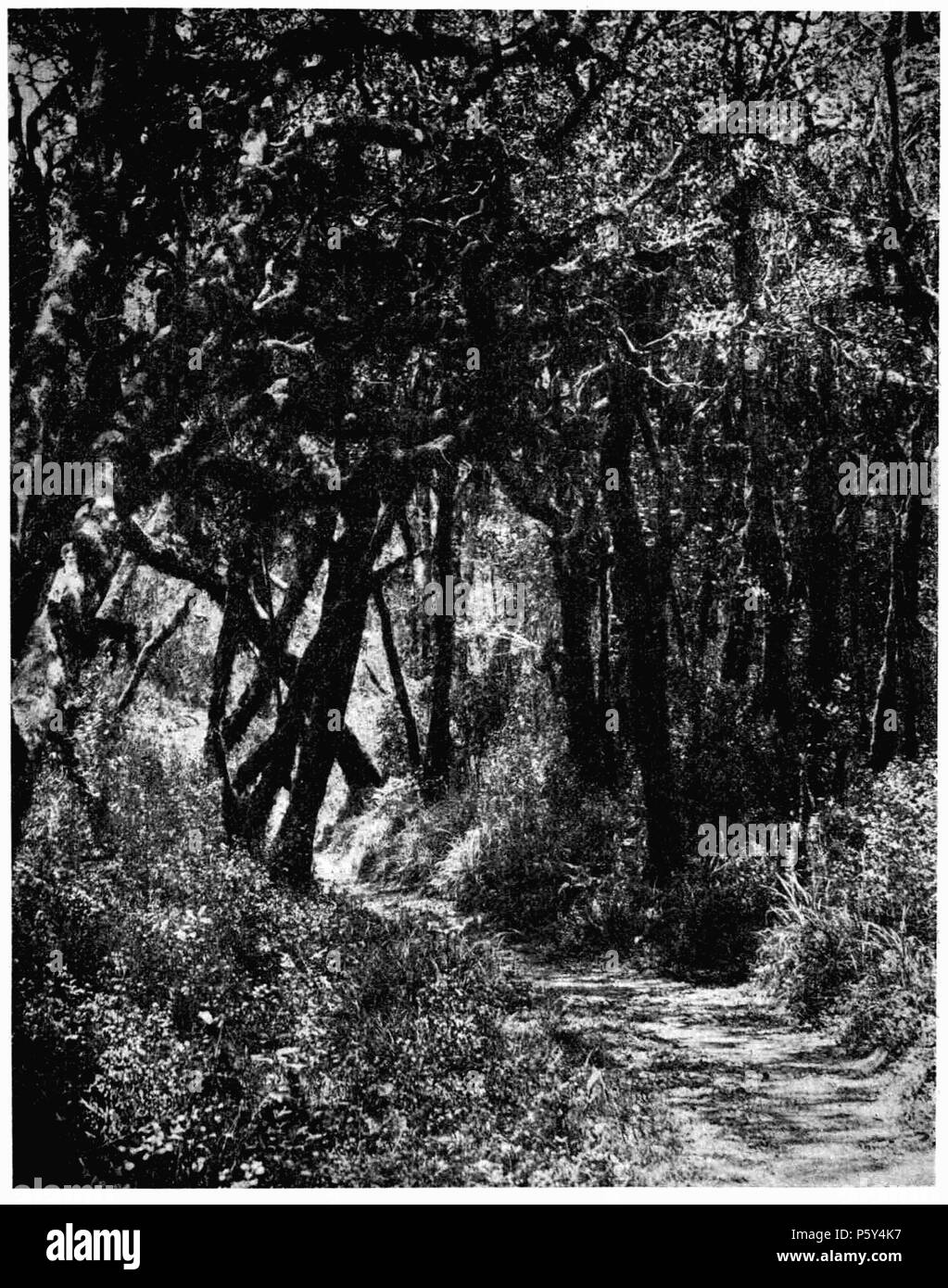 Forêt vierge forêt vierge Black and White Stock Photos & Images - Alamy
