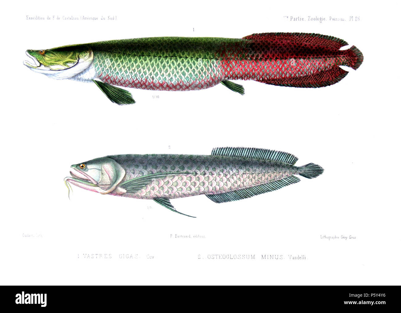 Arapaima Cut Out Stock Images & Pictures - Alamy