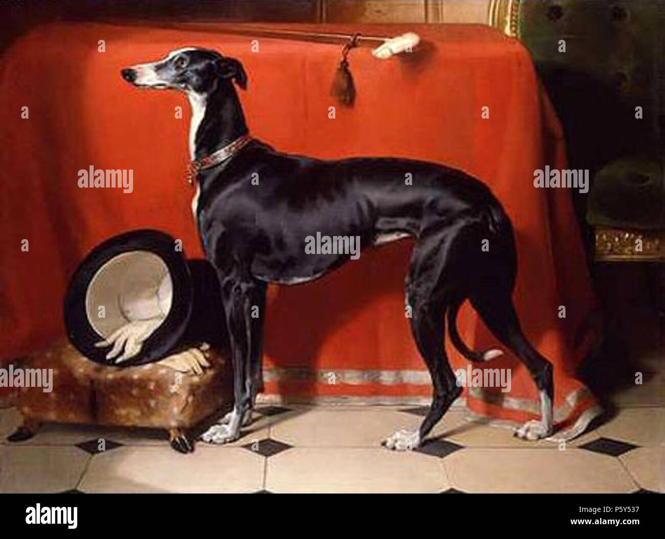 Eos greyhound hi-res stock photography and images - Alamy