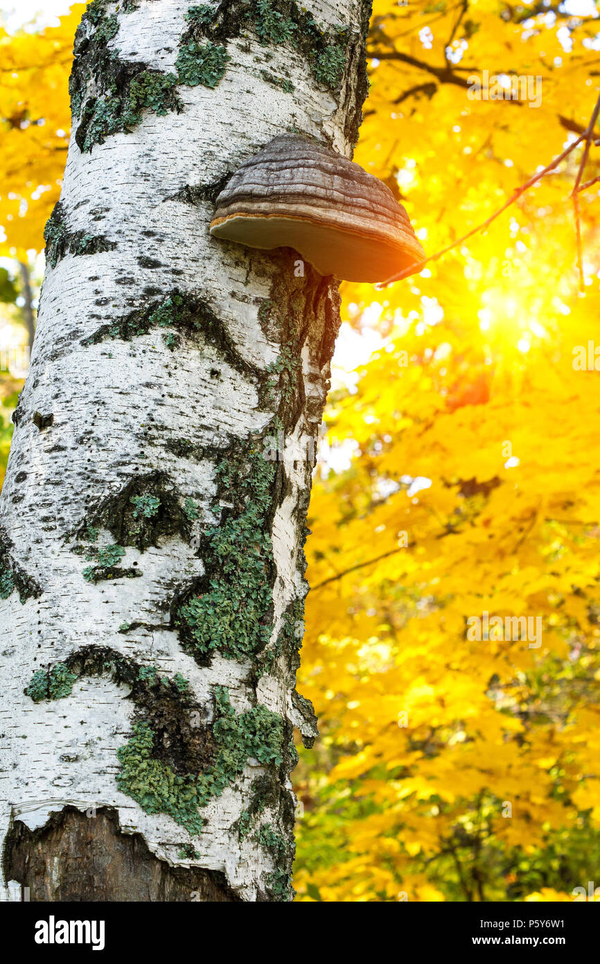 Chaga mushroom (Inonotus obliquus) on the trunk of a birch on a ...