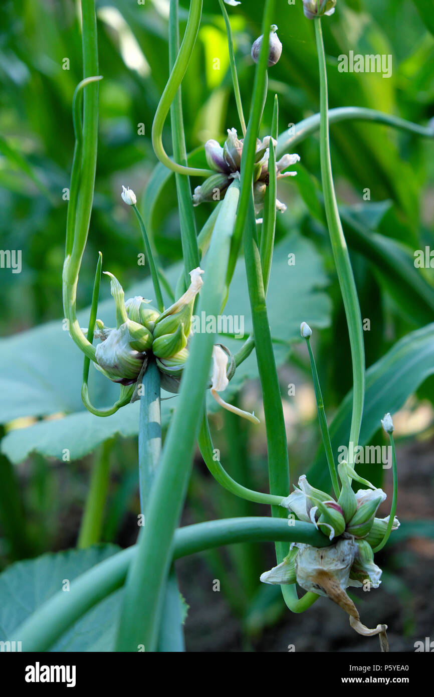 Tree onions (Allium × proliferum,) or Egyptian walking onion plant ...