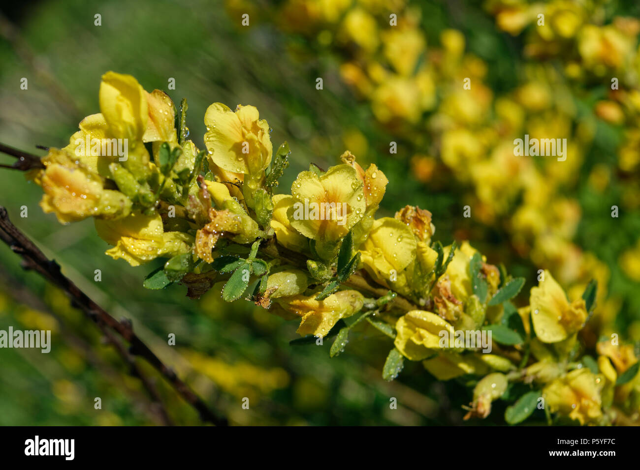 Cytisus scoparius, the common broom or Scotch broom Stock Photo - Alamy