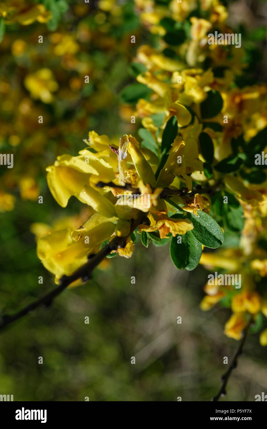 Cytisus scoparius, the common broom or Scotch broom Stock Photo - Alamy