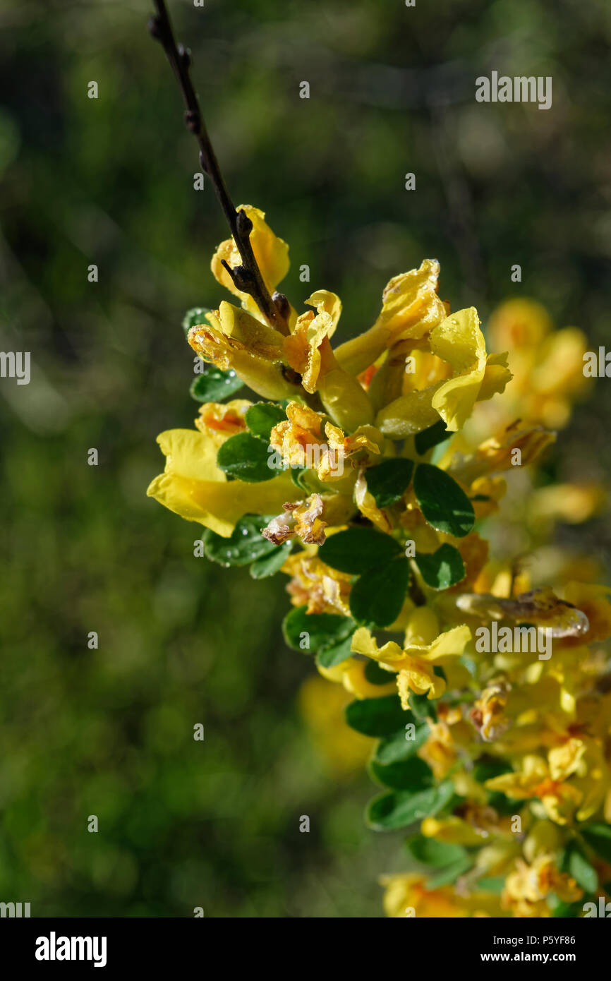 Cytisus scoparius, the common broom or Scotch broom Stock Photo - Alamy