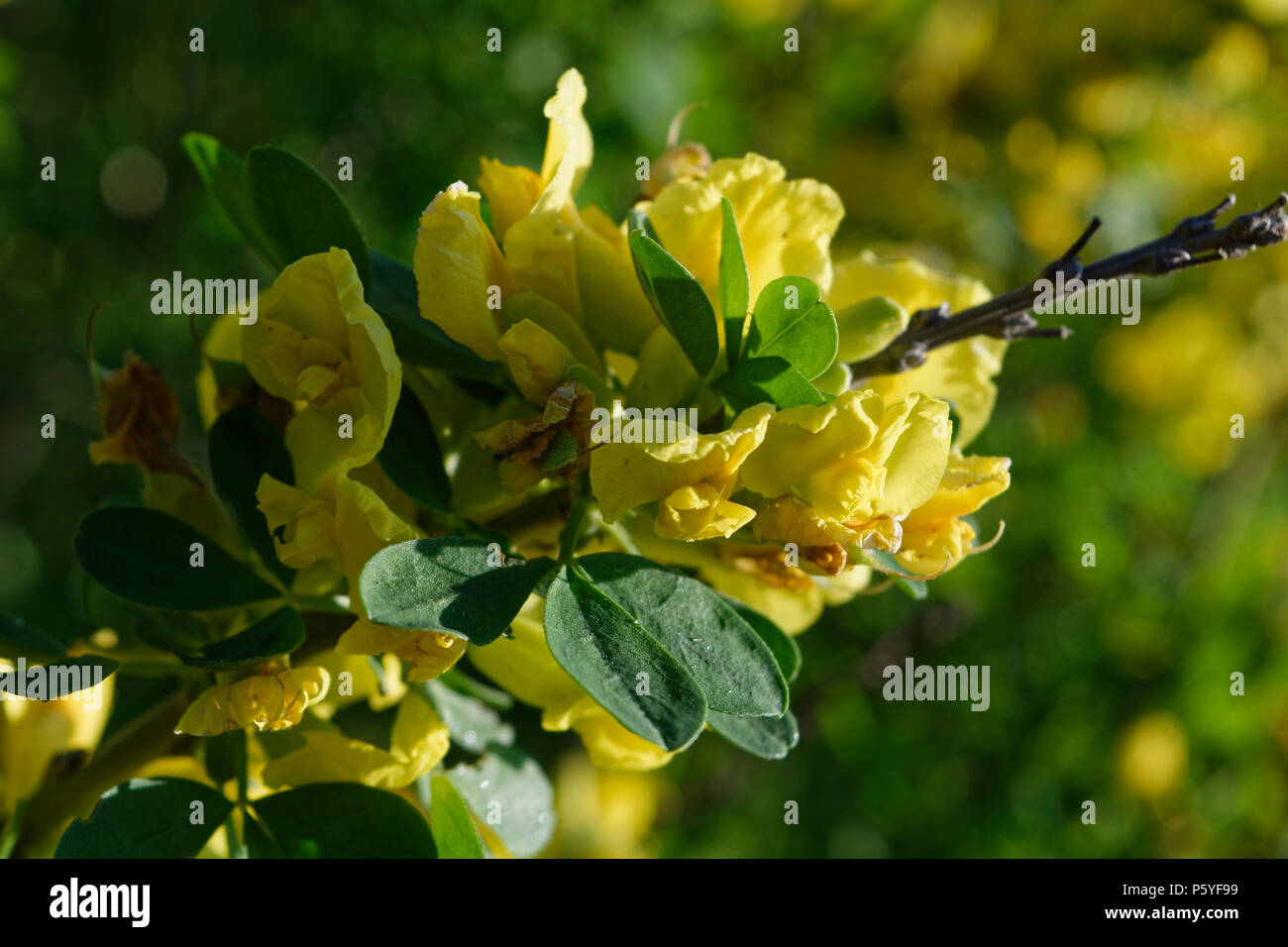 Cytisus scoparius, the common broom or Scotch broom Stock Photo - Alamy