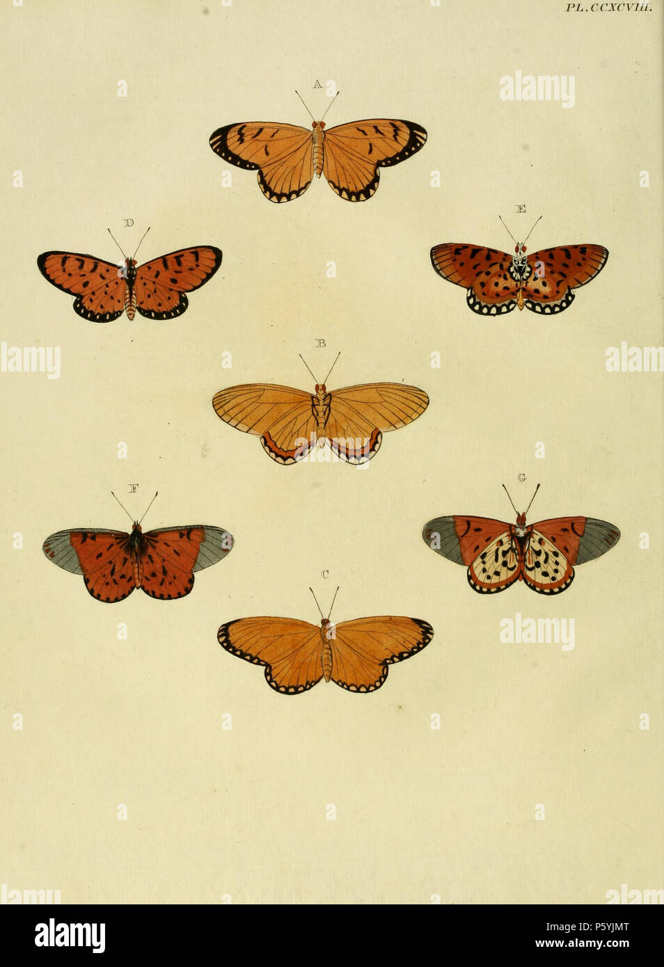 Acraea terpsicore hi-res stock photography and images - Alamy