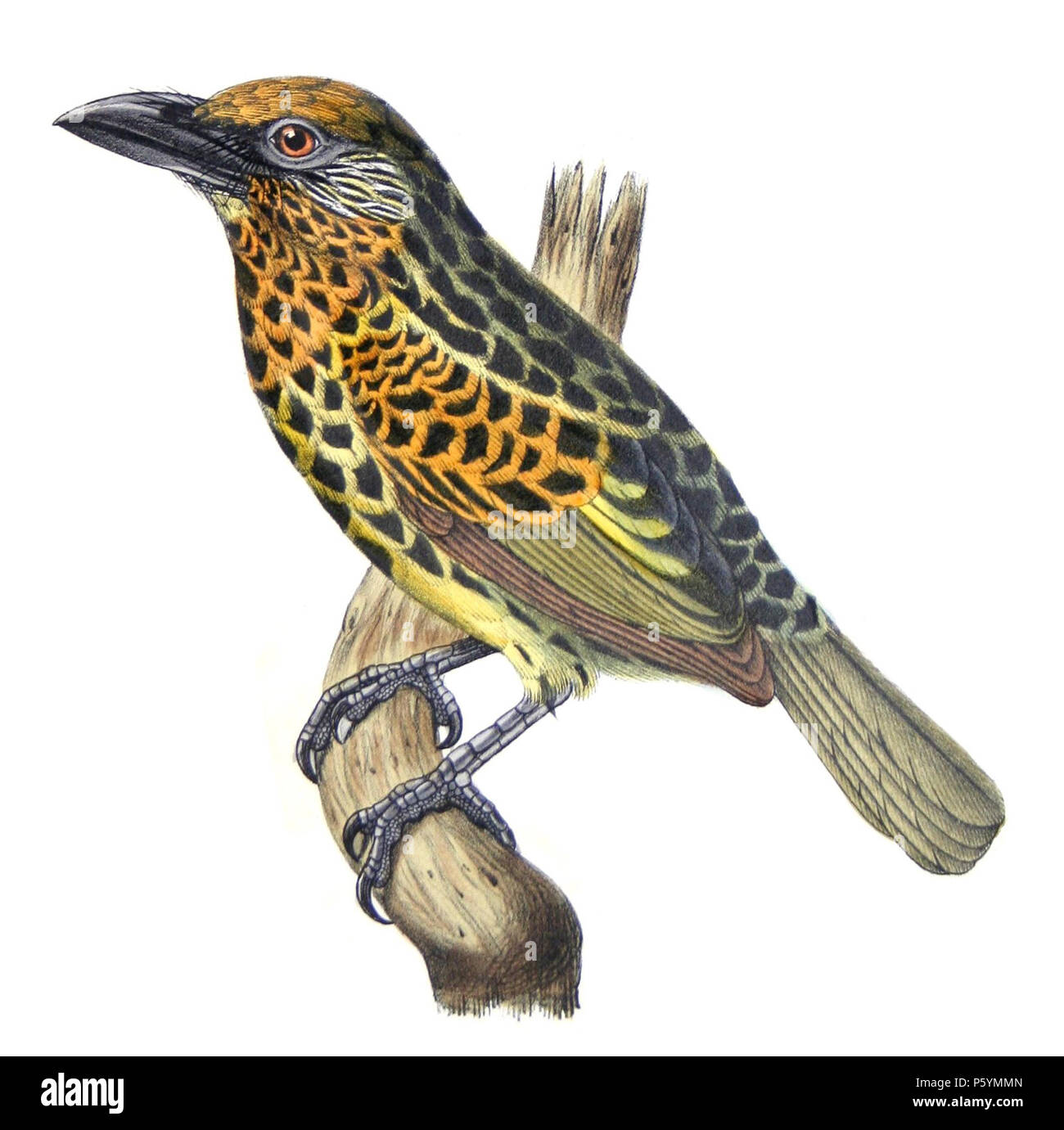 Female entomologist Cut Out Stock Images & Pictures - Alamy