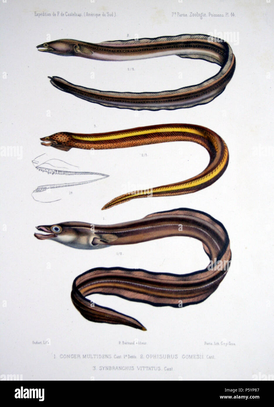 Synbranchus marmoratus hi-res stock photography and images - Alamy