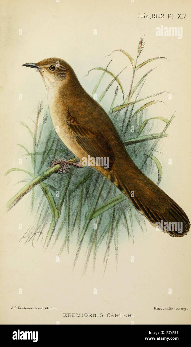 Keulemans High Resolution Stock Photography and Images - Alamy