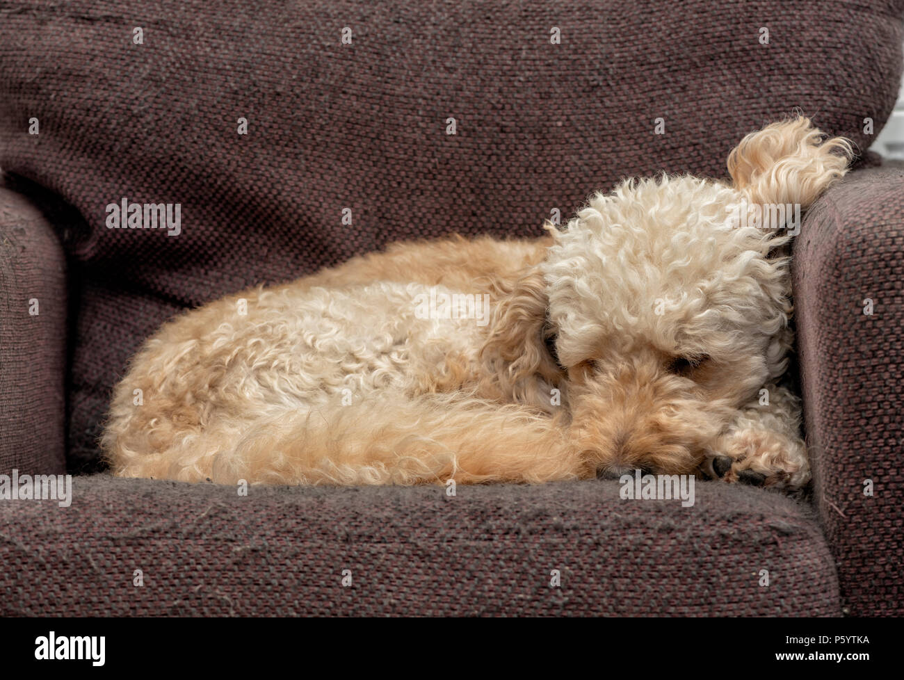 Curled animals hi-res stock photography and images - Alamy