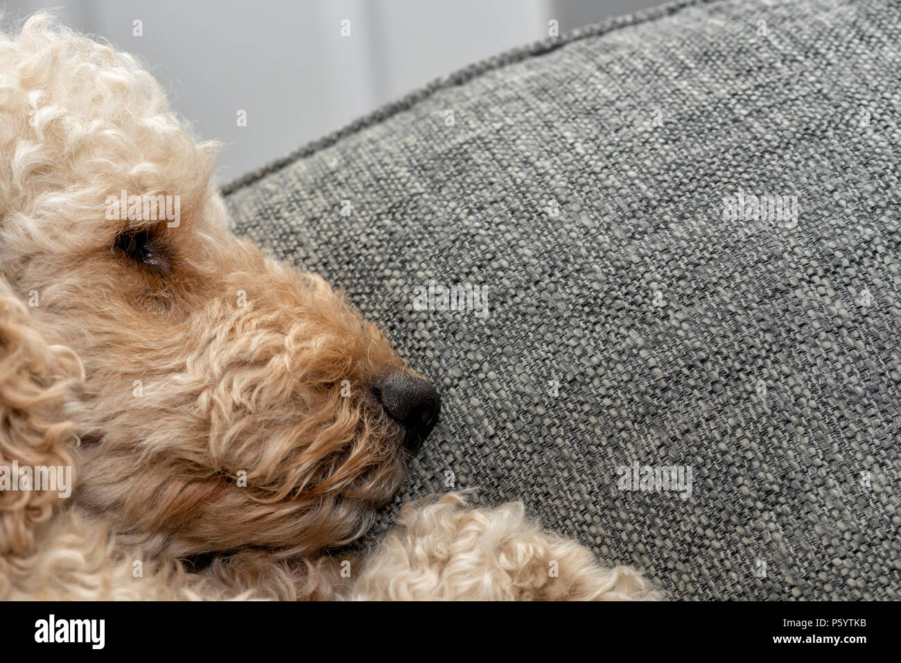 Beige dog hi-res stock photography and images - Alamy