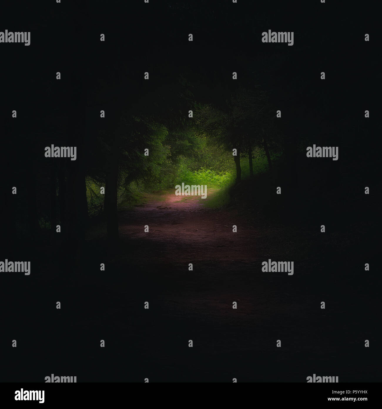 path in dark forest with light at the end Stock Photo - Alamy