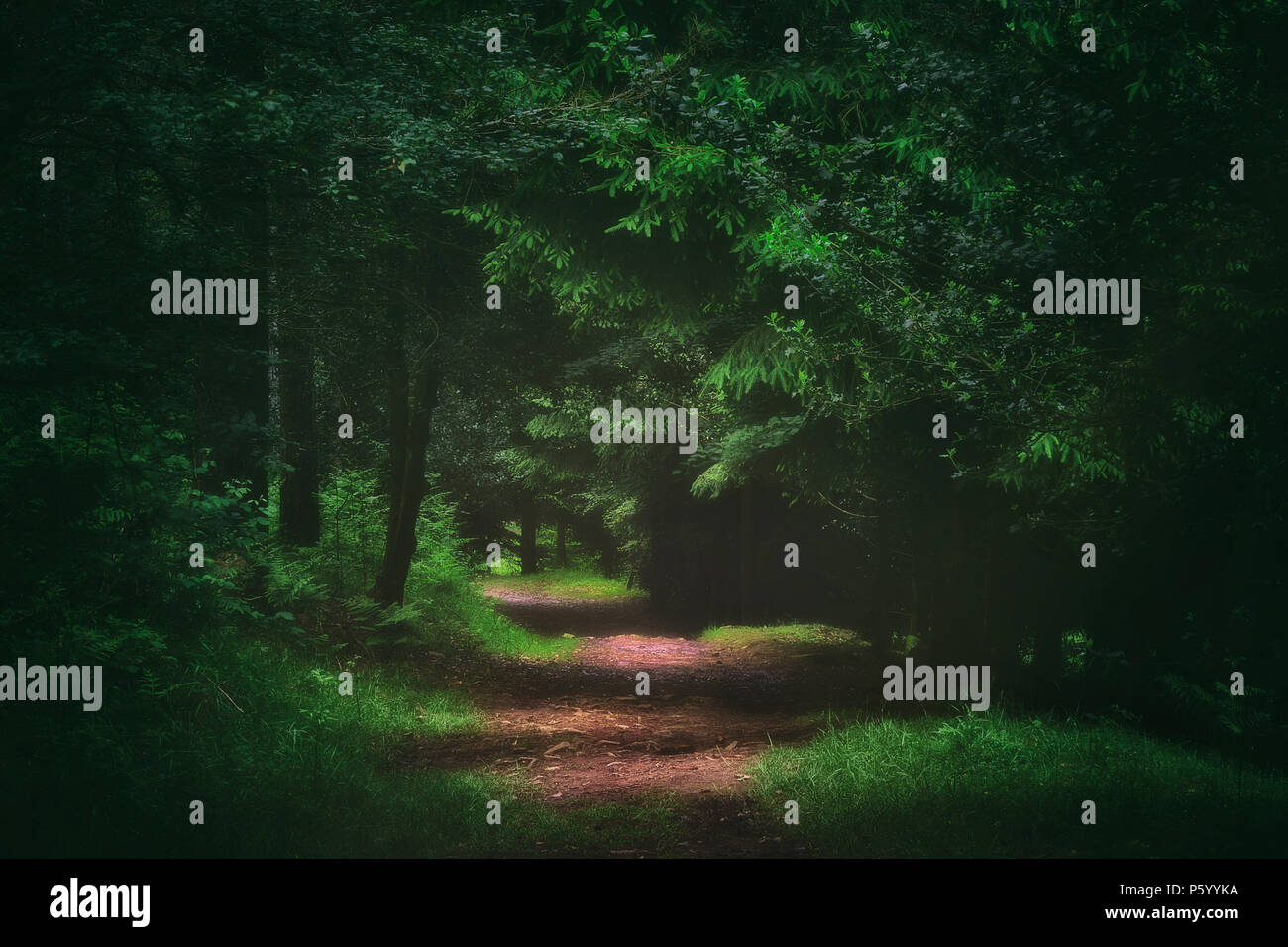 Path in the dark forest Stock Photo - Alamy