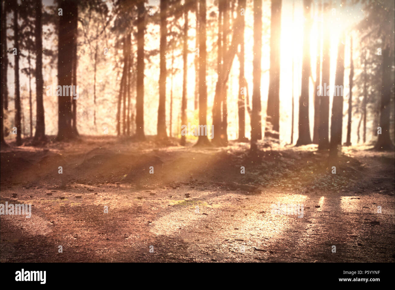 Tree blurry forest nature hi-res stock photography and images - Alamy