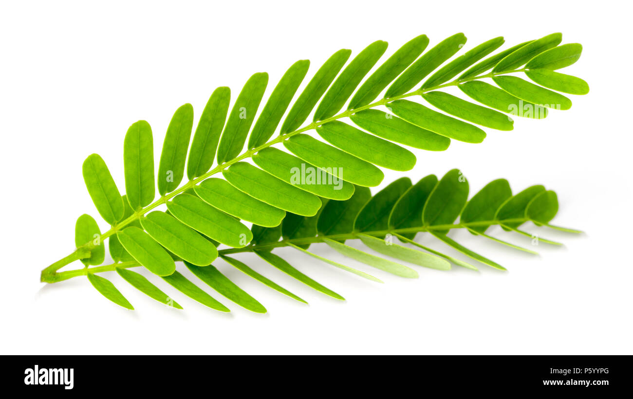 fresh tamarind leaves isolated on the white background Stock Photo - Alamy