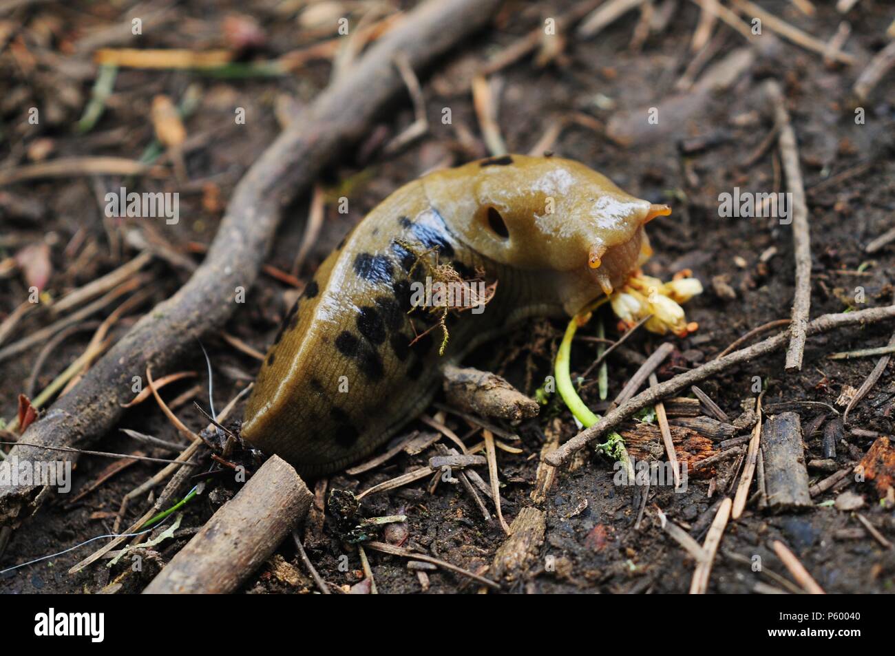 Slug garden wet floor hi-res stock photography and images - Alamy