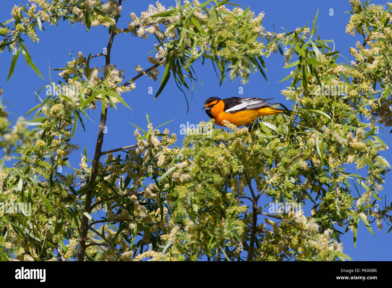 A male Bullock's oriole in a willow tree Stock Photo - Alamy