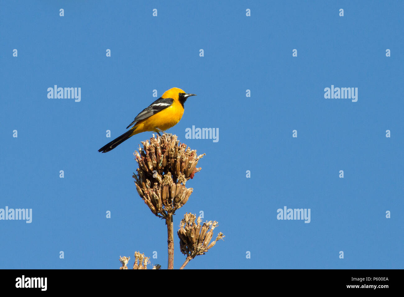 Hooded oriole hi-res stock photography and images - Alamy