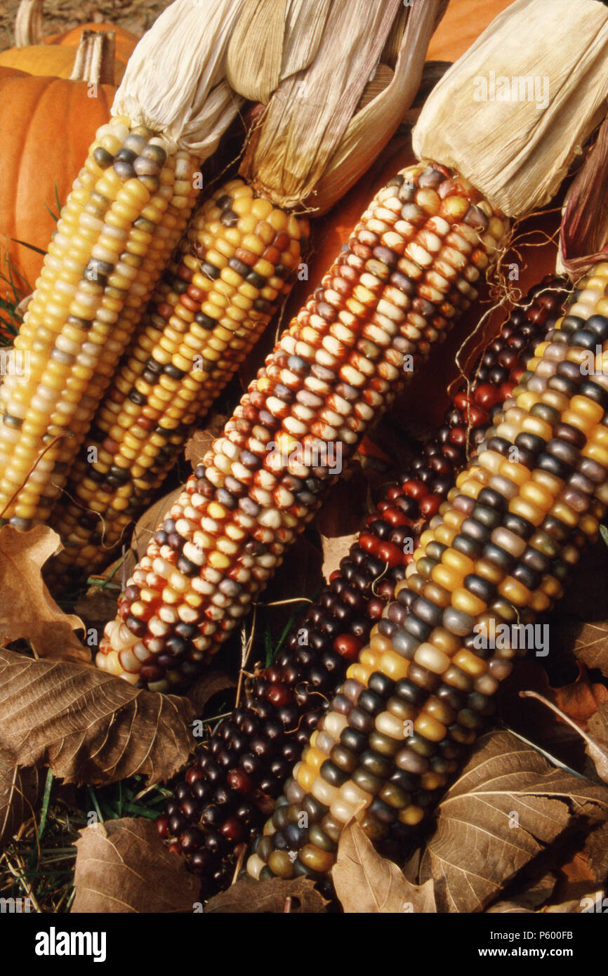 Maize, or Indian corn. Photograph Stock Photo - Alamy