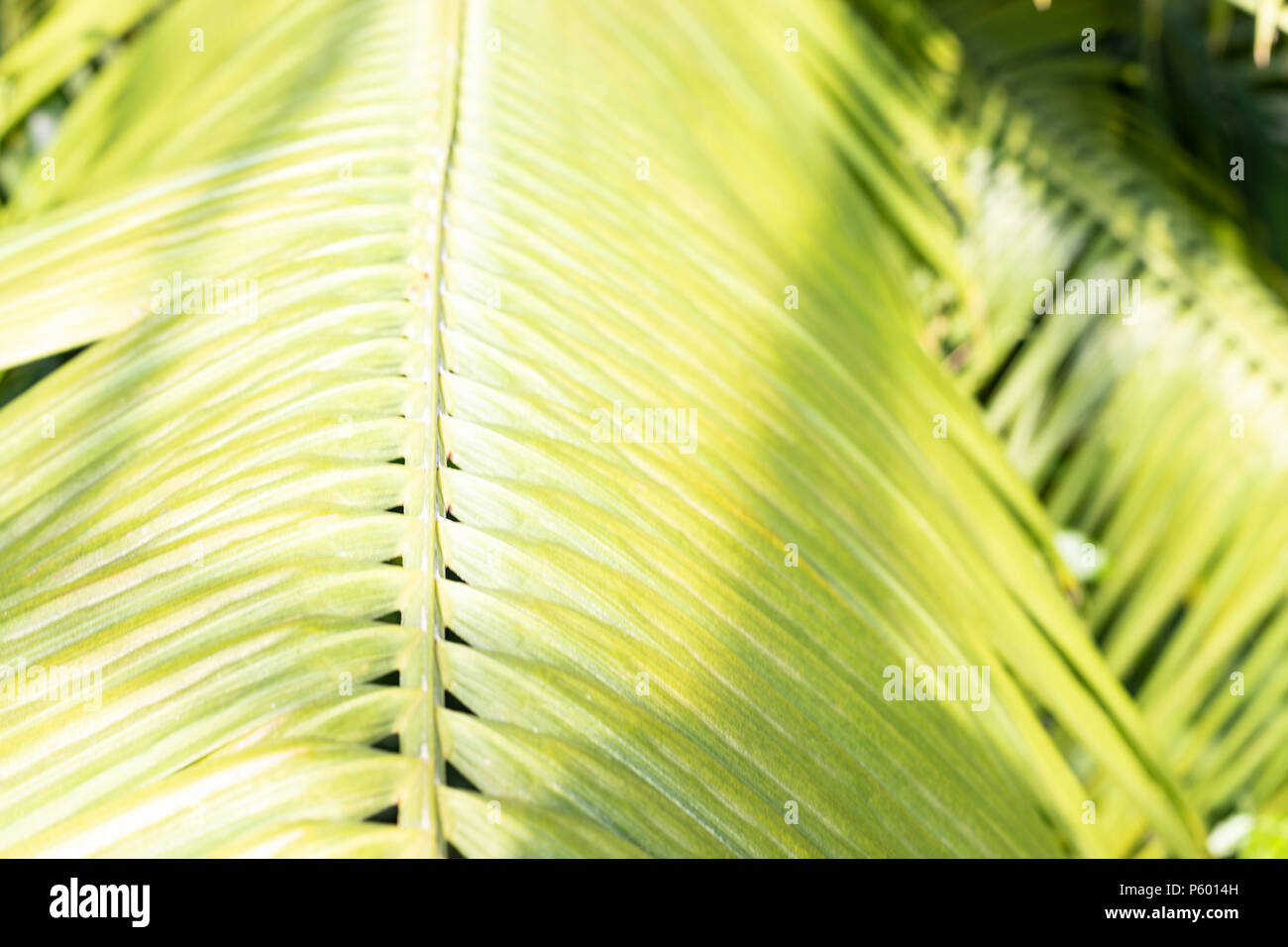 Close up shot of a large palm tree green leaf Stock Photo - Alamy