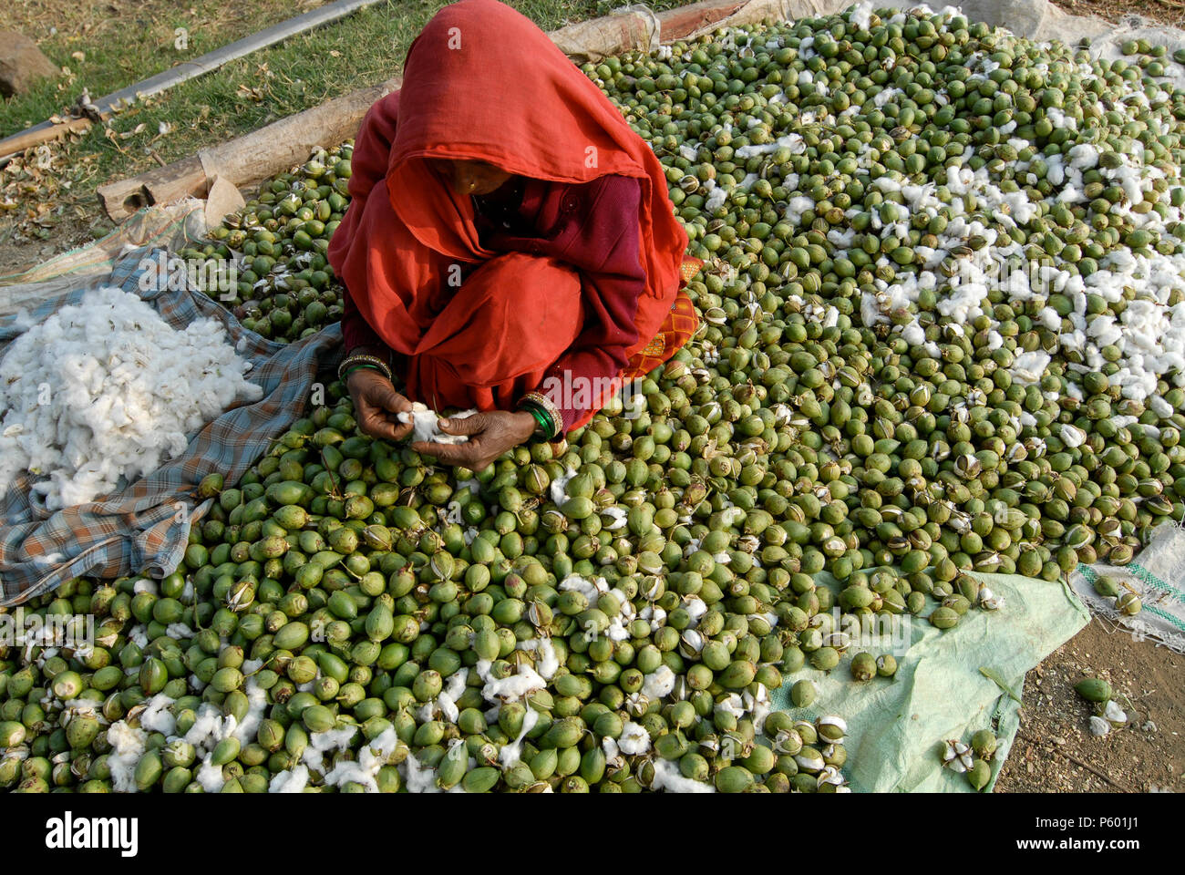 Small boll hi-res stock photography and images - Alamy