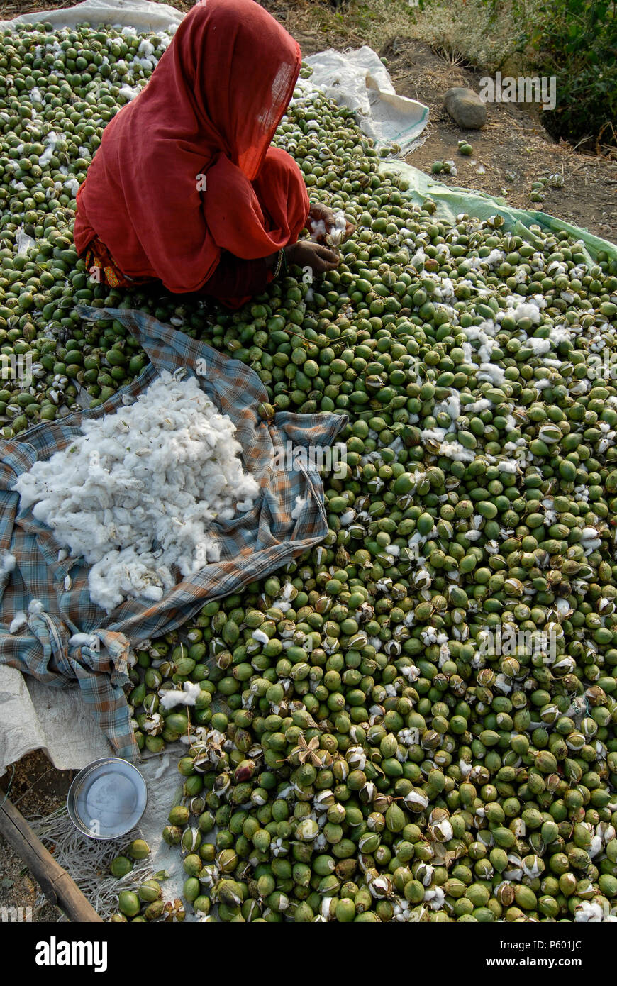 Unmatured hi-res stock photography and images - Alamy