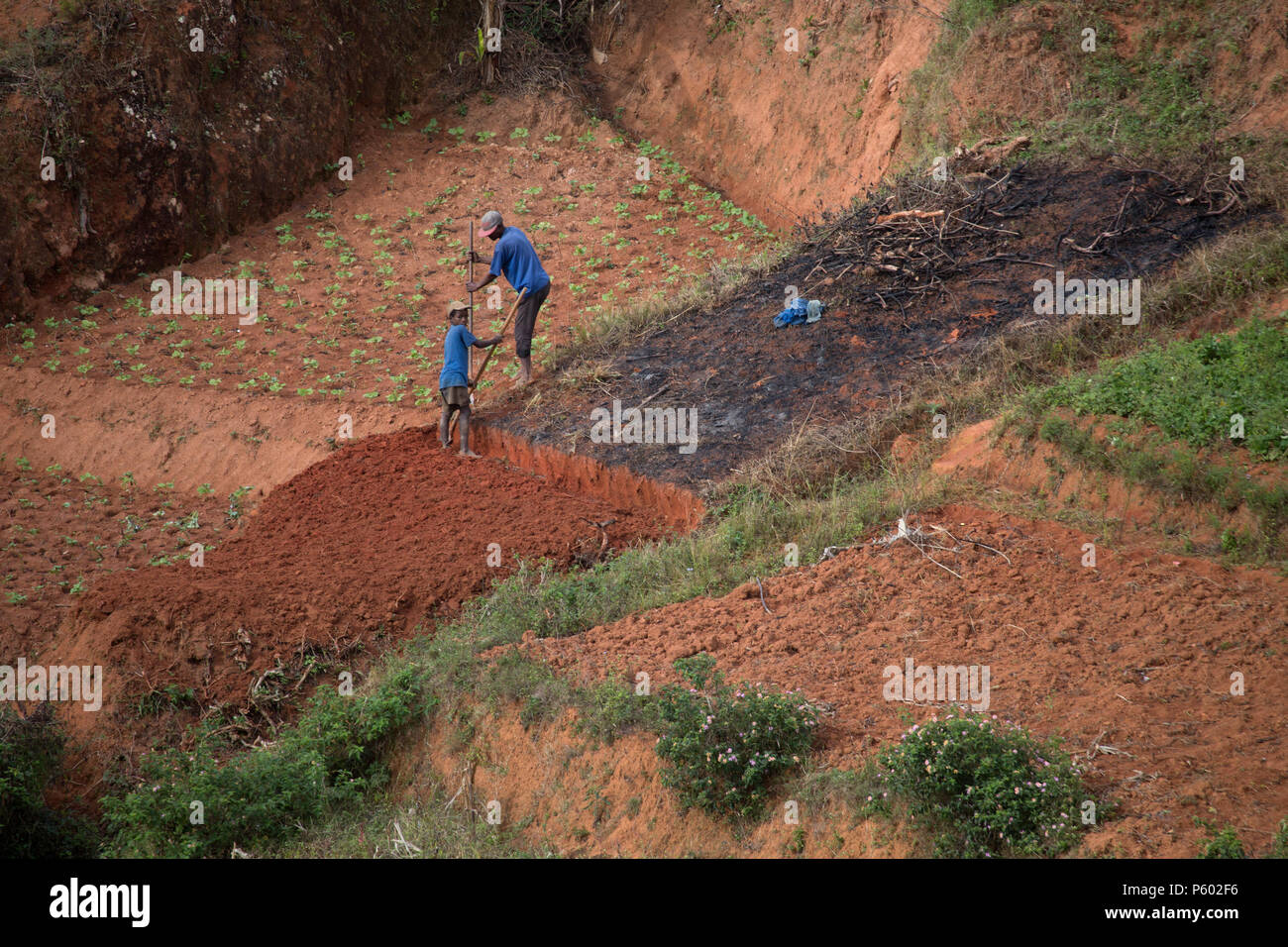 Farming in Madagascar Stock Photo - Alamy