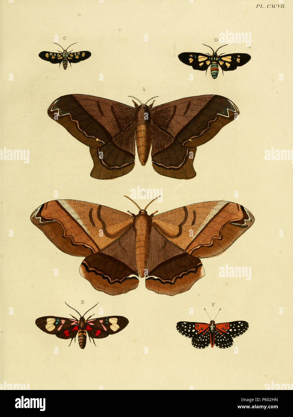 N/A. Plate CXCVII A: '(Phalaena) Armida' ( = Arsenura armida (Cramer ...