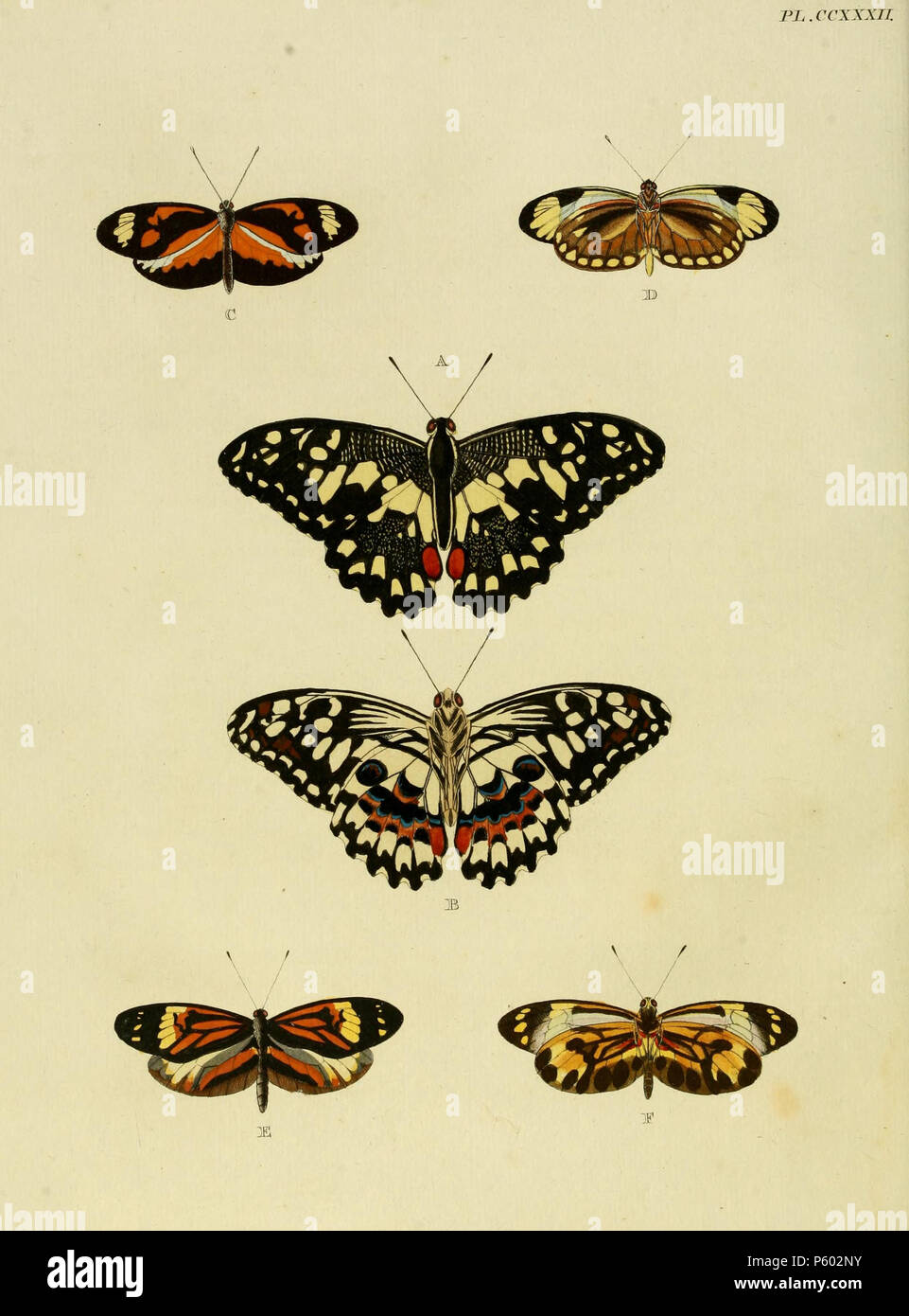 Amphione dismorphia hi-res stock photography and images - Alamy