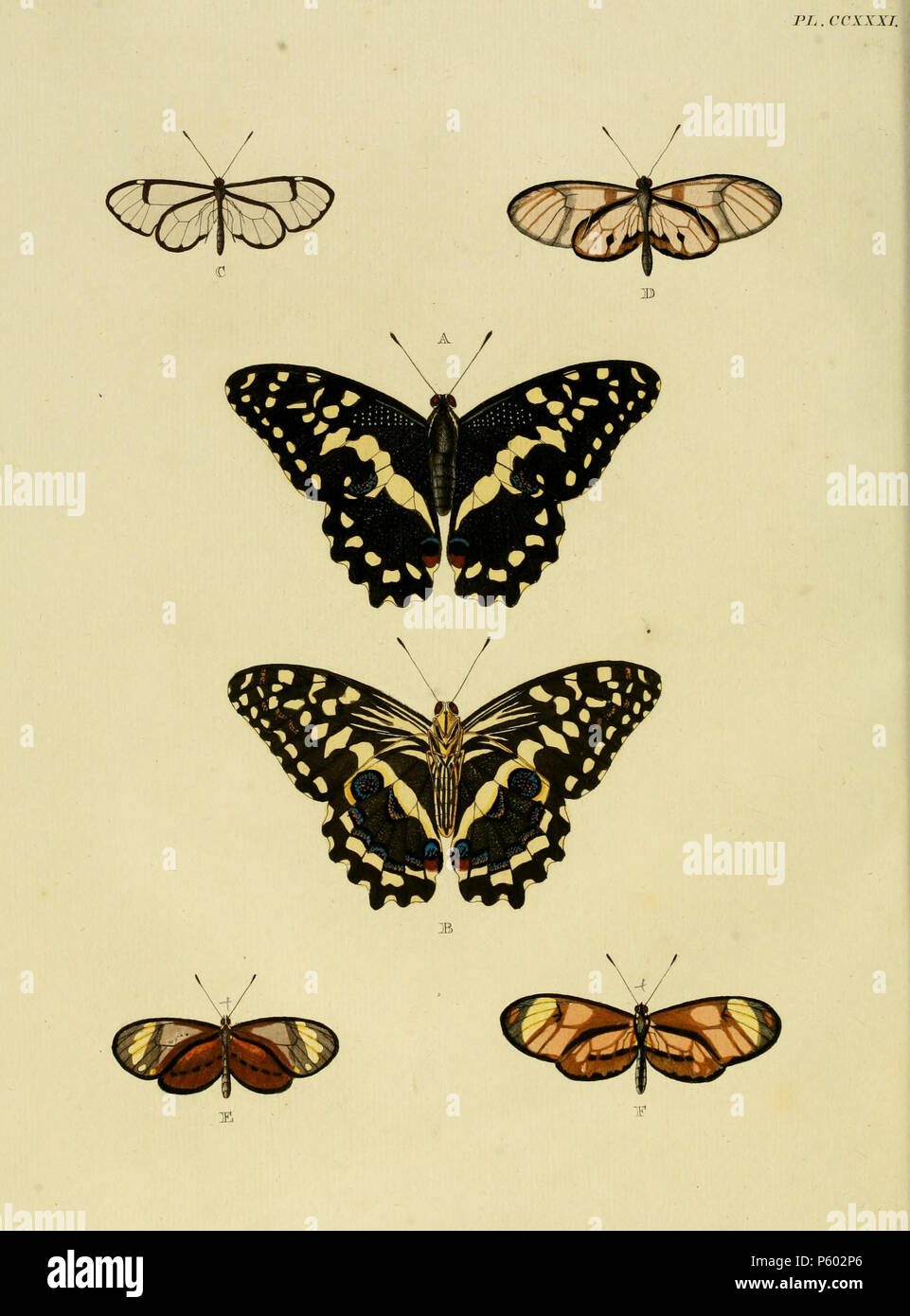 B male moths hi-res stock photography and images - Alamy
