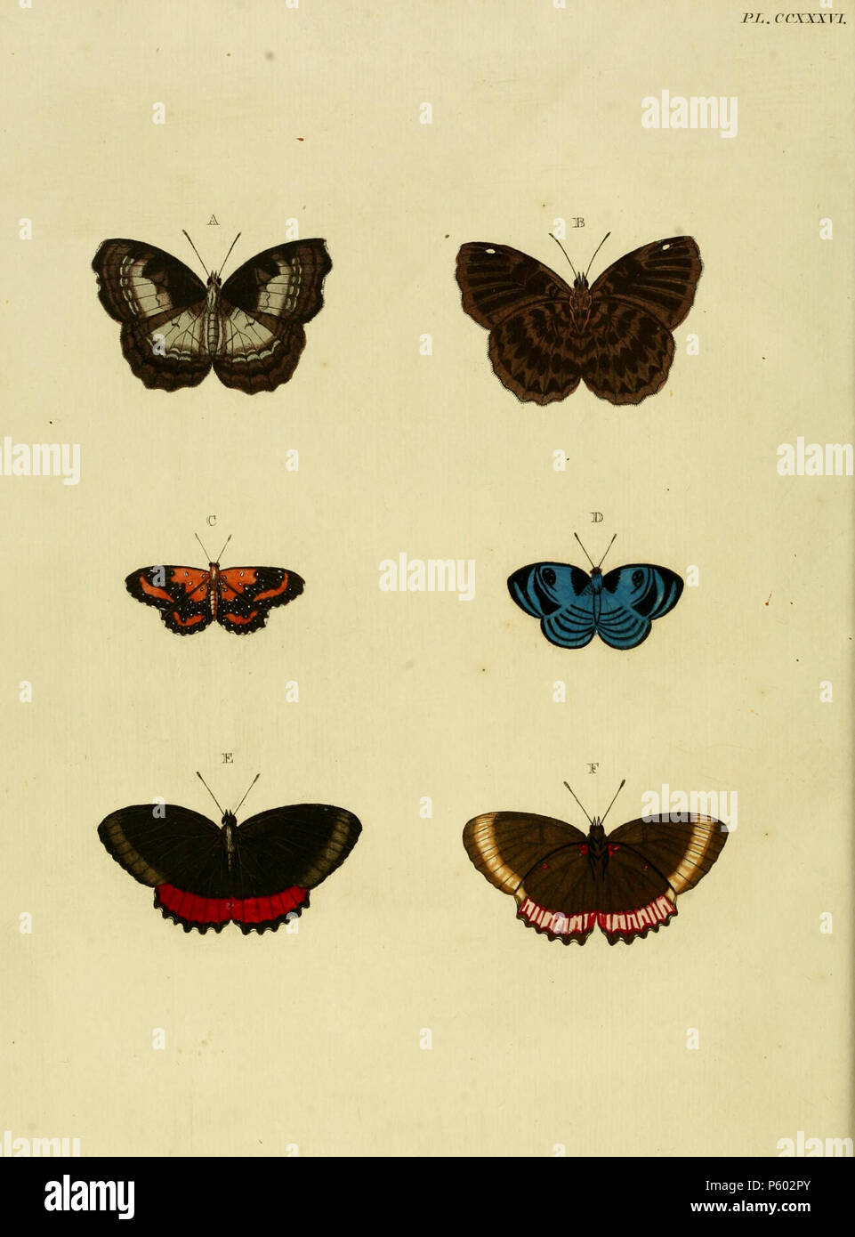 Plegia High Resolution Stock Photography and Images - Alamy