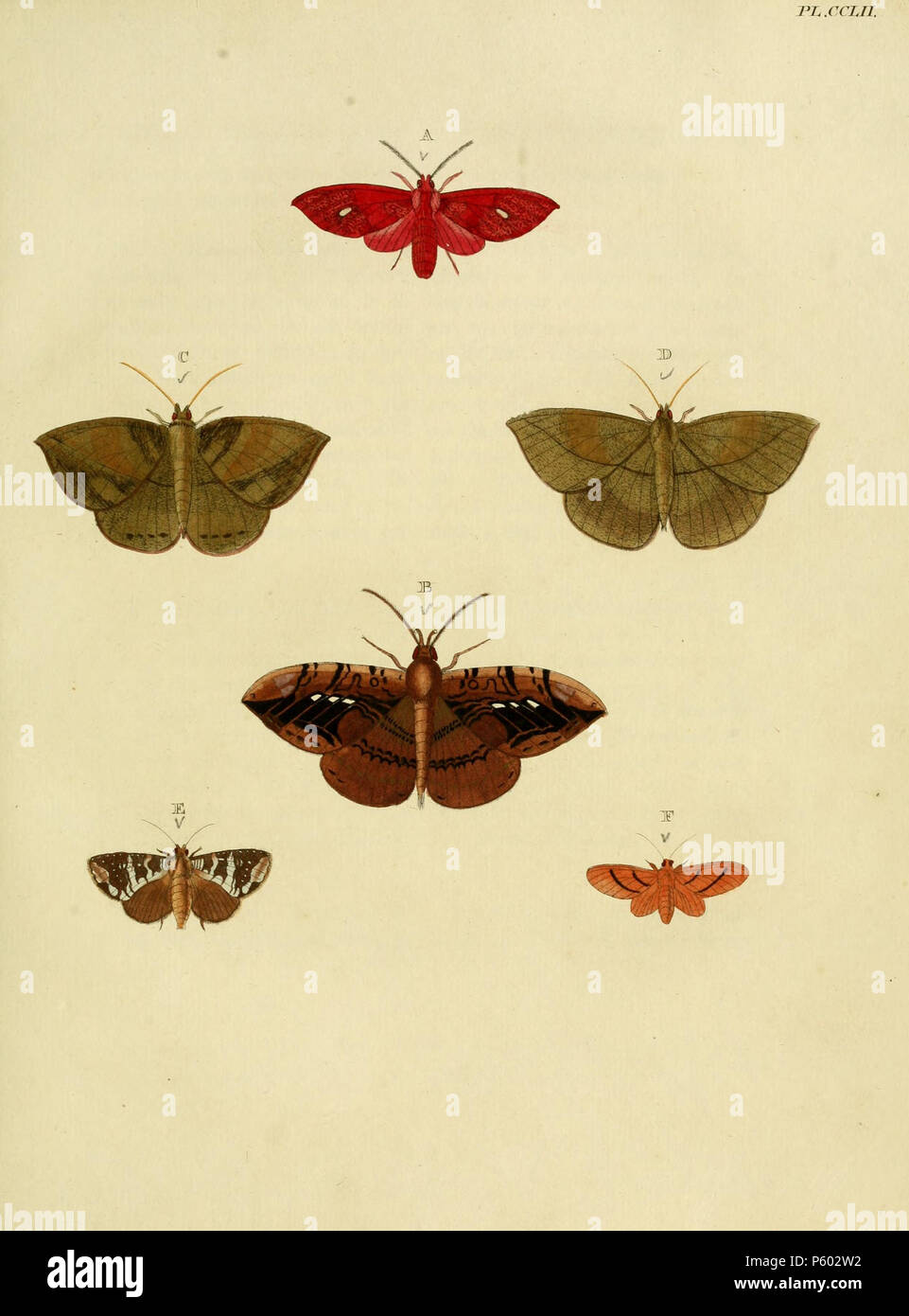 Plate cclii hi-res stock photography and images - Alamy