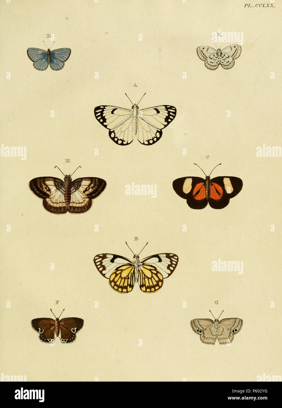 Identification de papillon hi-res stock photography and images - Alamy