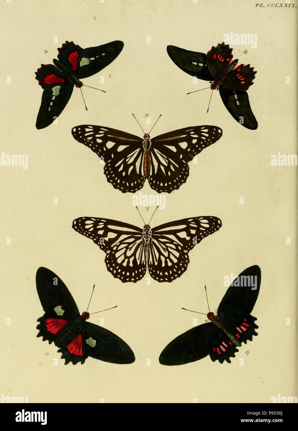 N/A. Plate CCLXXIX A, B (), C, D (): '(Papilio) Aeneas' ( = Parides ...