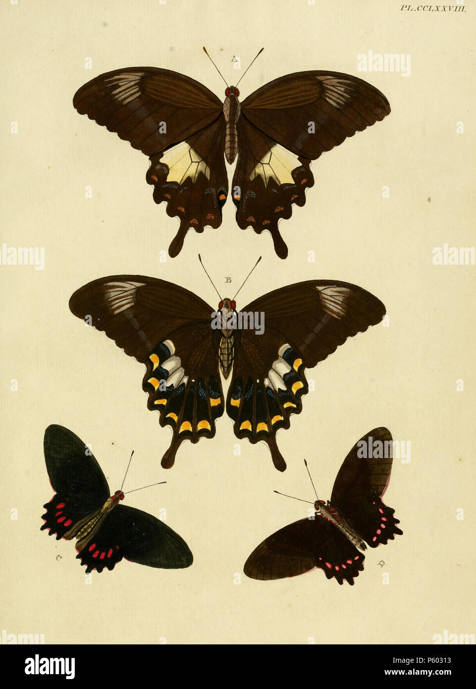 N/A. Plate CCLXXVIII A, B: '(Papilio) Severus' ( = Papilio fuscus ...