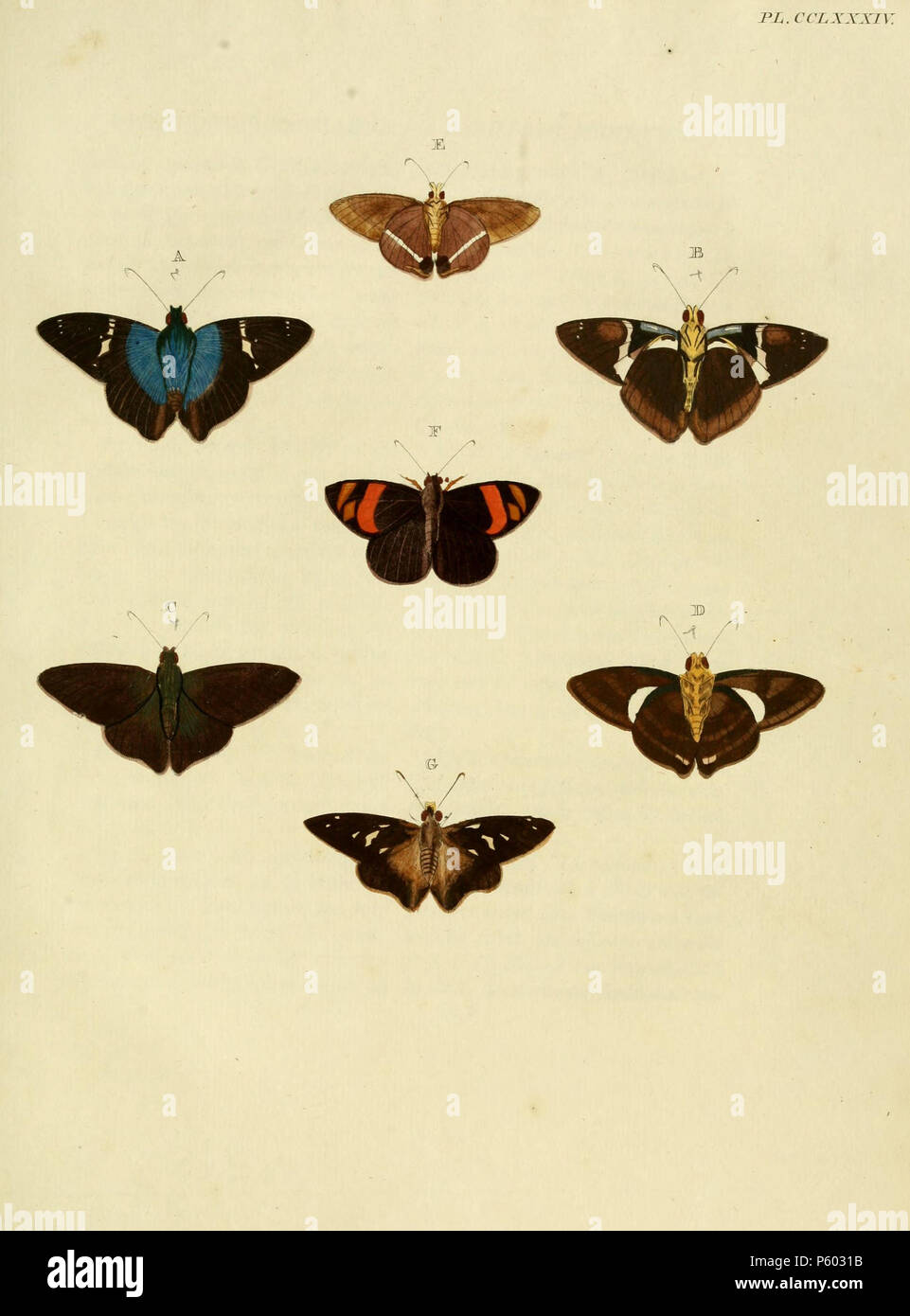 N/A. Plate CCLXXXIV A, B : '(Papilio) Fulgerator' ( = Astraptes ...