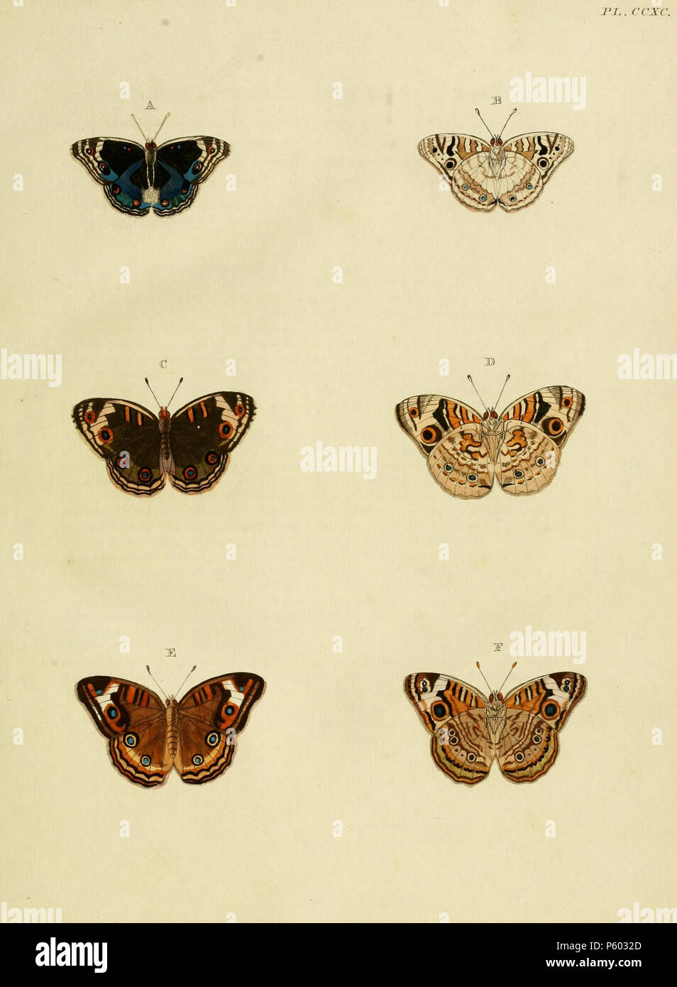 Junonia genus hi-res stock photography and images - Alamy