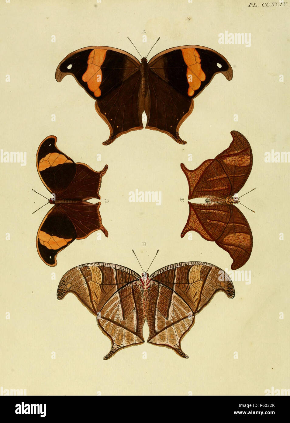Arcesilaus butterfly hi-res stock photography and images - Alamy