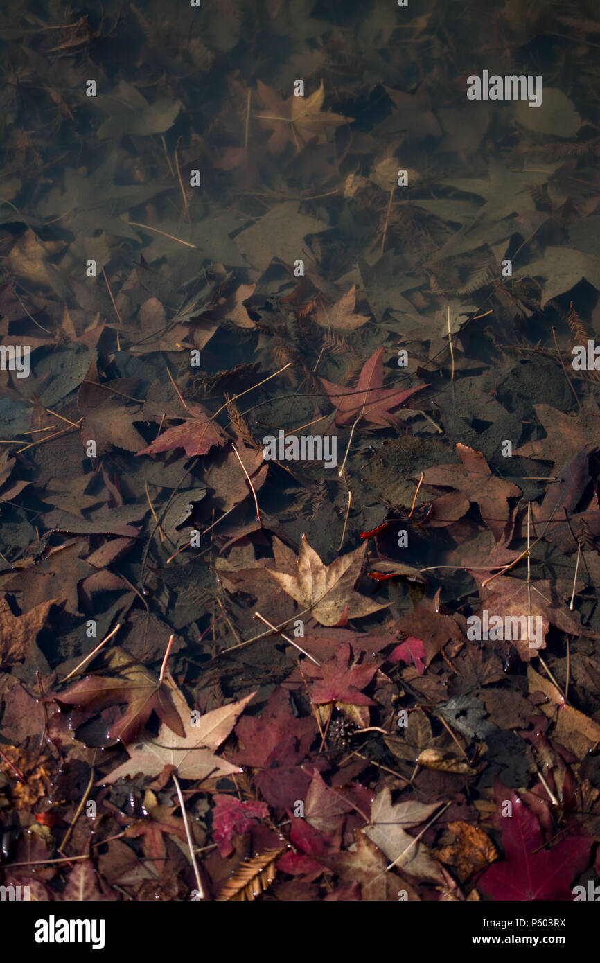 Texture background of autumn season with leaves Stock Photo - Alamy